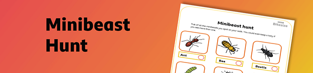 What are minibeasts? - BBC Bitesize