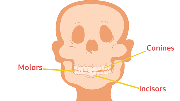 Teeth - BBC Bitesize