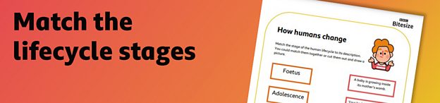 Changes in humans during their lifetime - BBC Bitesize