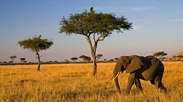 Biomes - BBC Bitesize