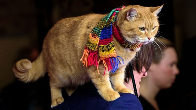 How were our favourite animals domesticated? A brief history of pets ...