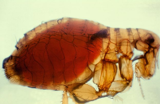 Early pandemics: the plague - BBC Bitesize