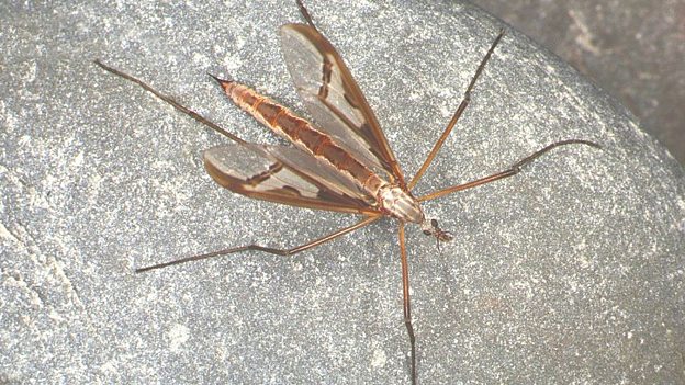 5 surprising insects that live in the UK - BBC Bitesize