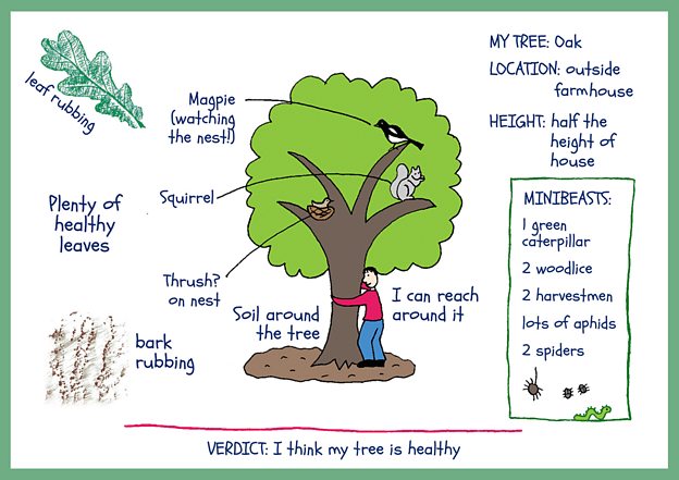 Quiz: Learn to identify a tree by its leaves - Summer of Adventure ...