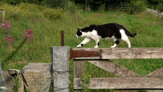 Farm Animals - BBC Bitesize