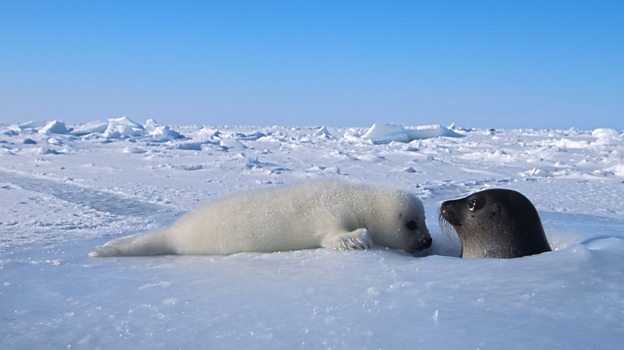 How harp seal pups can help children understand climate change - BBC Teach