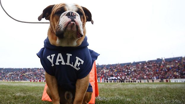 A short history of sporting mascots - BBC Bitesize