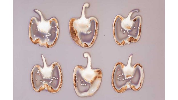 Photograms - Photography techniques - AQA - GCSE Art and Design ...