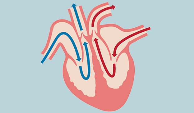 Applied anatomy and physiology - GCSE Physical Education - BBC Bitesize