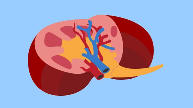 TGAU Bioleg - BBC Bitesize