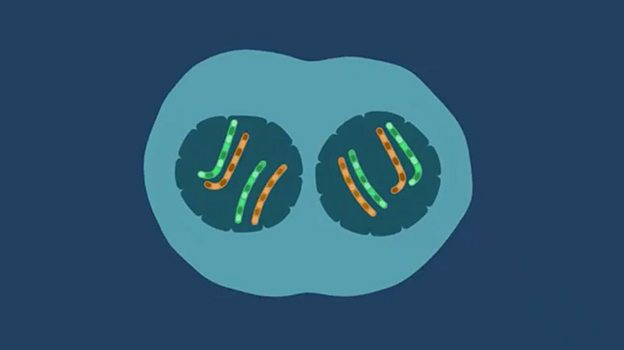 Human Cells - Higher Human Biology - BBC Bitesize