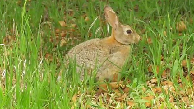 National 4 Biology - BBC Bitesize