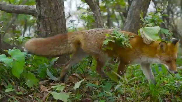 National 5 Biology questions - Ecosystems and energy - National 5 ...