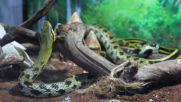 Let's go out... to a zoo - BBC Bitesize