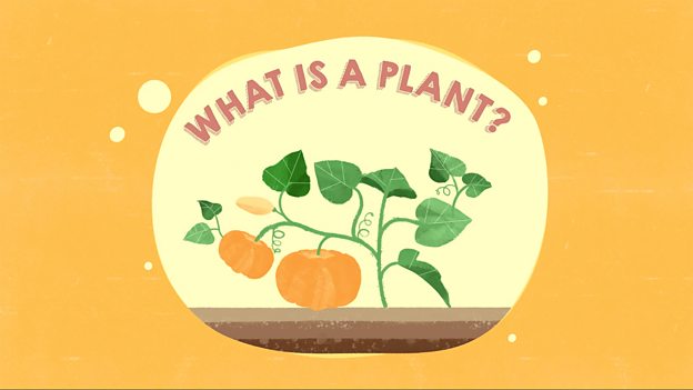 KS1 Science - Plants - BBC Teach