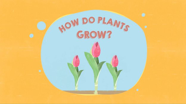 KS1 Science - Plants: What is a plant? - BBC Teach