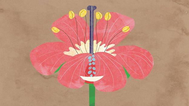 KS1 Science - Plants: How do plants make new plants? - BBC Teach