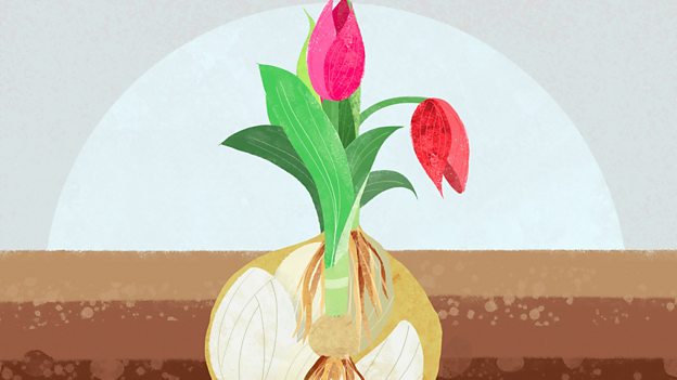 KS1 Science - Plants: How do plants grow? - BBC Teach