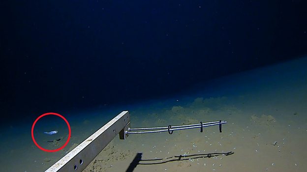 Record-breaking deepest fish ever caught on camera - CBBC Newsround