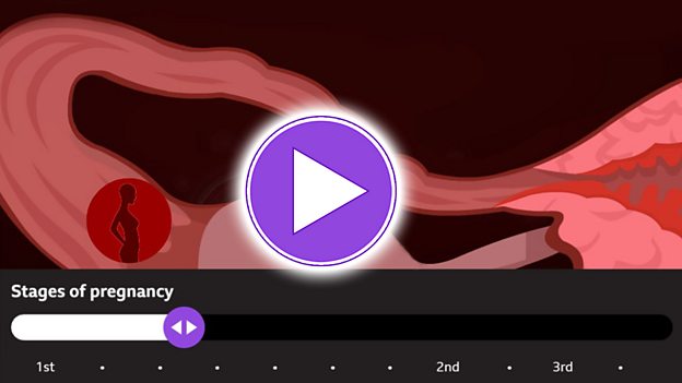 Human reproduction - Reproduction - KS3 Biology - BBC Bitesize - BBC ...