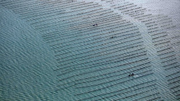 How to eat seafood sustainably - BBC Food