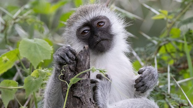 Indeterminate growth: The scientific phenomenon that allows animals and ...