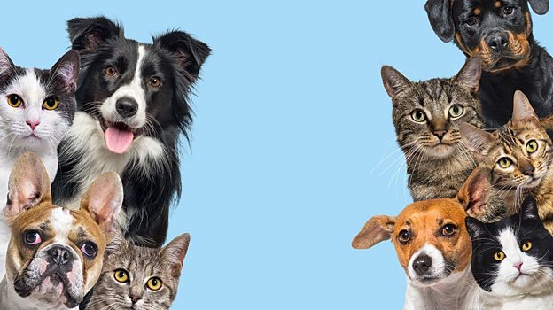 Why do we love pets? - BBC Bitesize