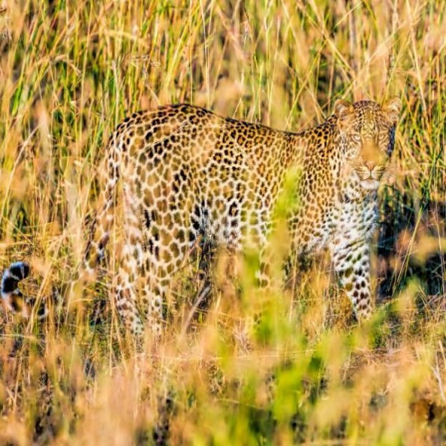 Animals and camouflage - BBC Bitesize