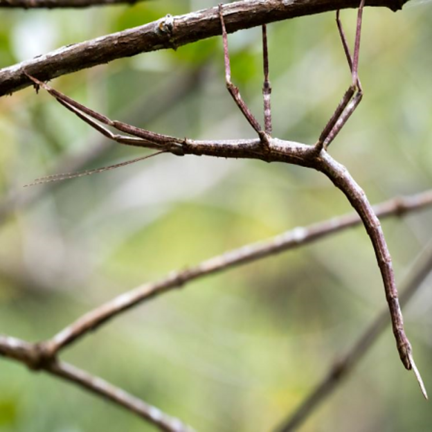 Animals and camouflage - BBC Bitesize