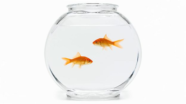 What is a structure? - KS1 - BBC Bitesize