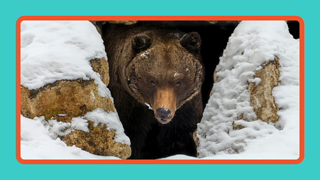 What do animals need to survive? - KS1 Science curriculum - BBC Bitesize