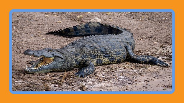 What are reptiles? KS1 Science curriculum - BBC Bitesize