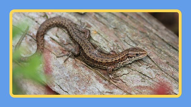 What are reptiles? KS1 Science curriculum - BBC Bitesize