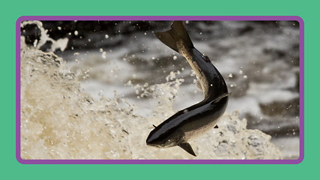 What is a vertebrate? – KS2 Science curriculum - BBC Bitesize