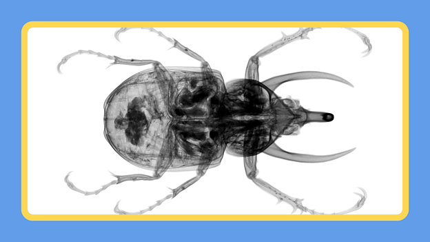 What does your skeleton do? – KS2 Science curriculum - BBC Bitesize