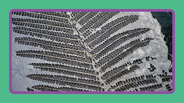 What can fossils tell us? – KS2 Science curriculum - BBC Bitesize
