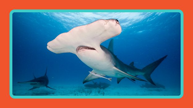 What is evolution? – KS2 Science curriculum - BBC Bitesize