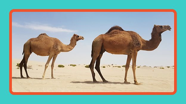 What is adaptation? – KS2 Science curriculum - BBC Bitesize