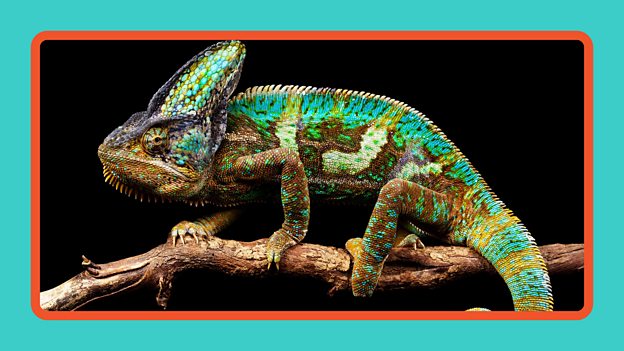 What is adaptation? – KS2 Science curriculum - BBC Bitesize