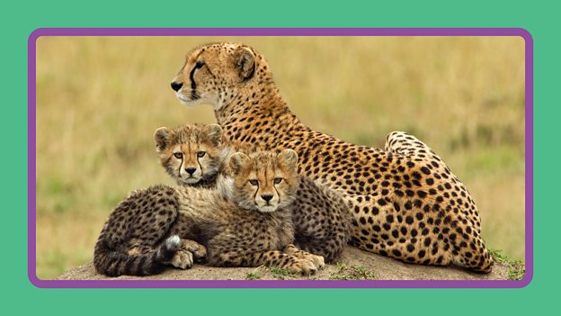 What is inheritance? – KS2 Science curriculum - BBC Bitesize