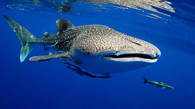 Fish facts – 5 fun facts about fish for kids - BBC Bitesize