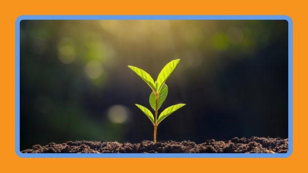 The life cycle of a plant - KS1 Science curriculum - BBC Bitesize