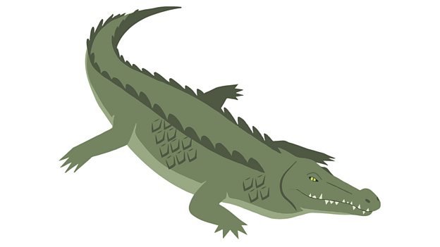 What is a vertebrate? – KS2 Science curriculum - BBC Bitesize