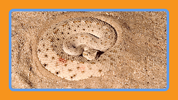 What is a desert habitat? – KS1 Science curriculum - BBC Bitesize