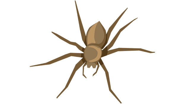 What are minibeasts? - KS1 Science curriculum - BBC Bitesize