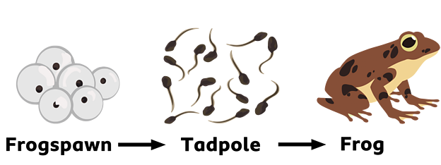 How do animals grow? - KS1 Science curriculum - BBC Bitesize