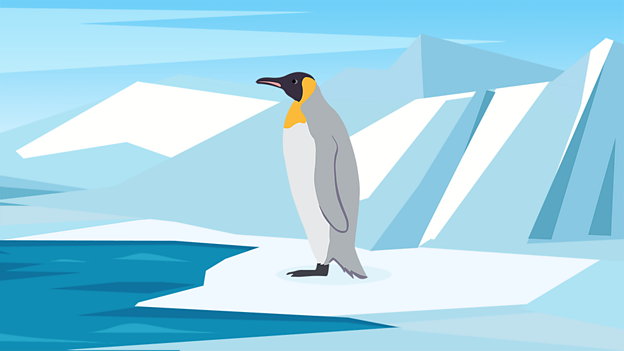 What is a polar habitat? - KS1 Science curriculum - BBC Bitesize