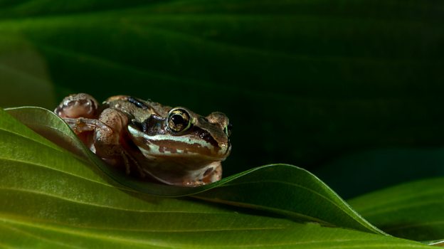 Meet the animals that live in the most extreme environments - BBC Bitesize