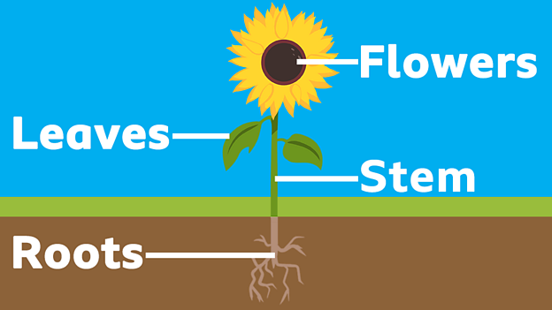 The parts of a plant – KS1 Science curriculum - BBC Bitesize