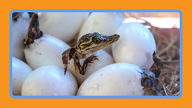 How do animals reproduce – KS2 Science curriculum - BBC Bitesize